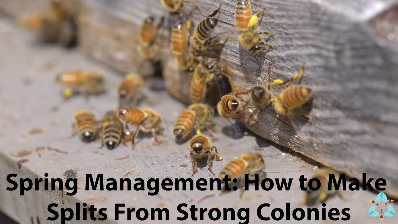 How to Split Strong Colonies - YouTube
