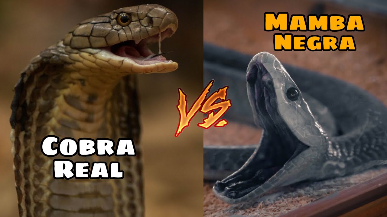 Serpiente Mamba Negra