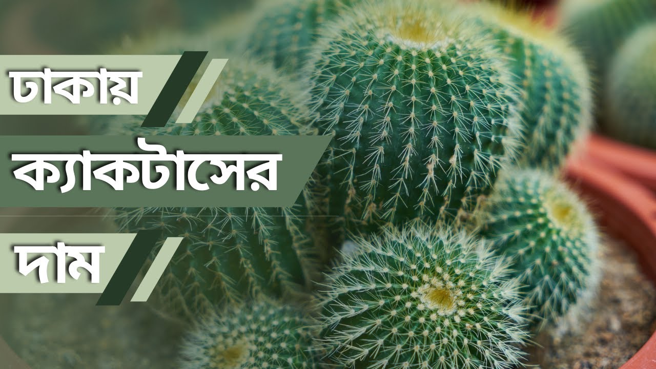 ক্যাকটাস কেনার আগে দাম সম্পর্কে জানুন | বাংলাদেশে ক্যাকটাসের দাম | Cactus price in Dhaka ...
