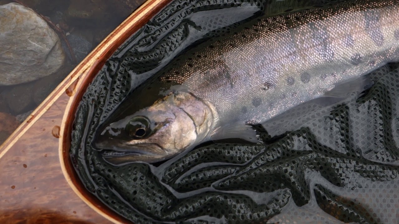 Fly Fishing at Windy "FISH ON! SHISHIDOME" - YouTube