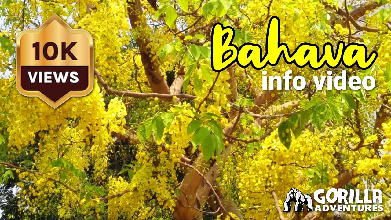 Bahava (Indian Laburnum / Golden Shower Tree) - बहावा (कर्णिकार ...