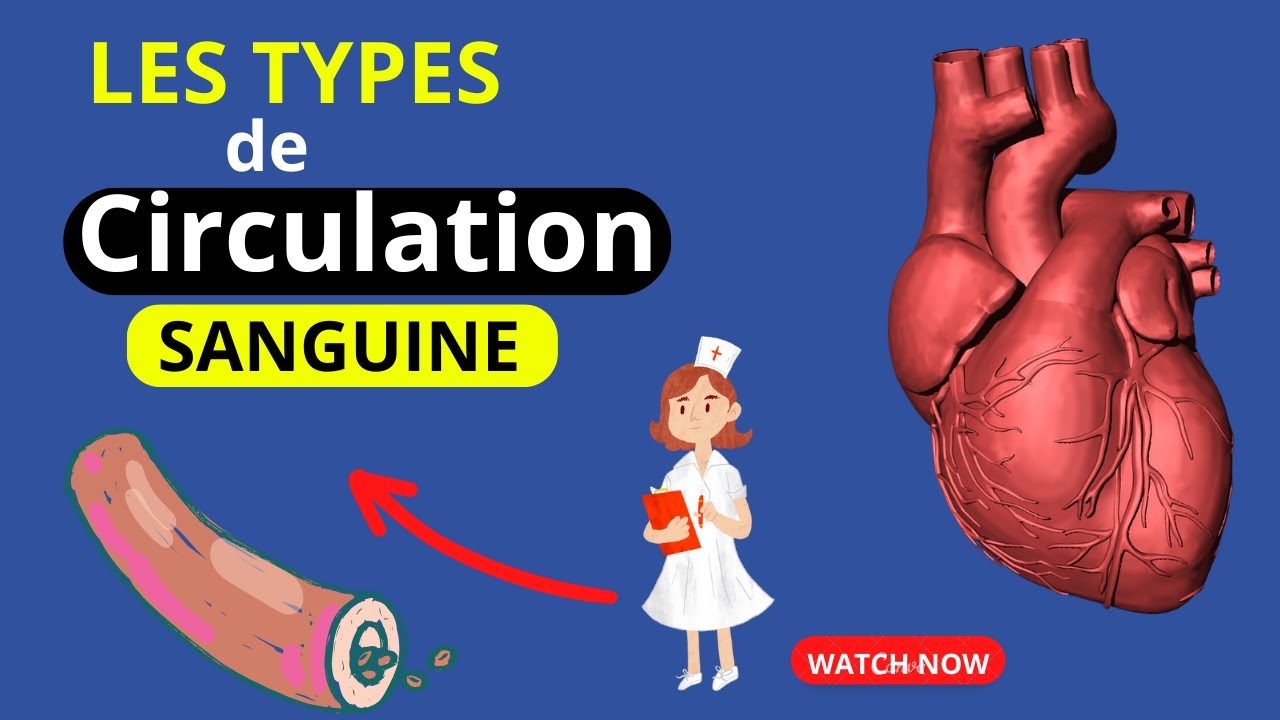 les types de circulation sanguines - YouTube