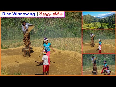 Rice Winnowing / Wind Winnowing | වී හුළං කිරීම, Perawella Village ...