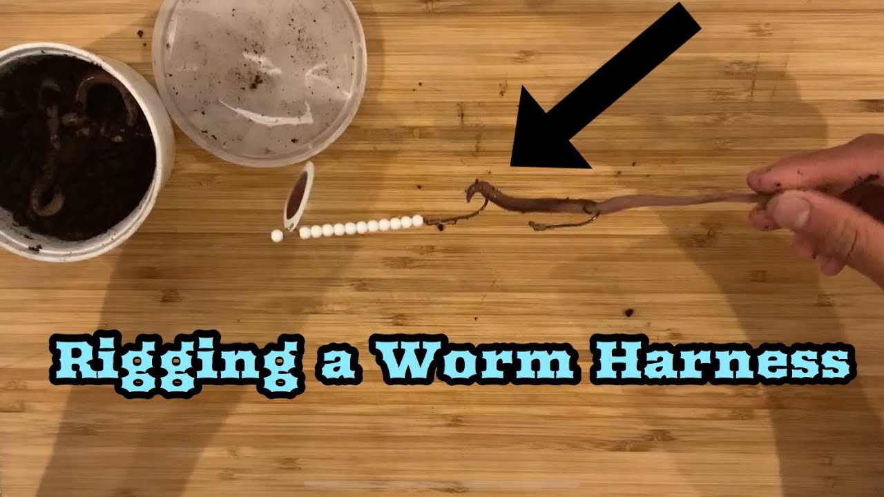 How to Rig a Worm Harness For Walleye - YouTube