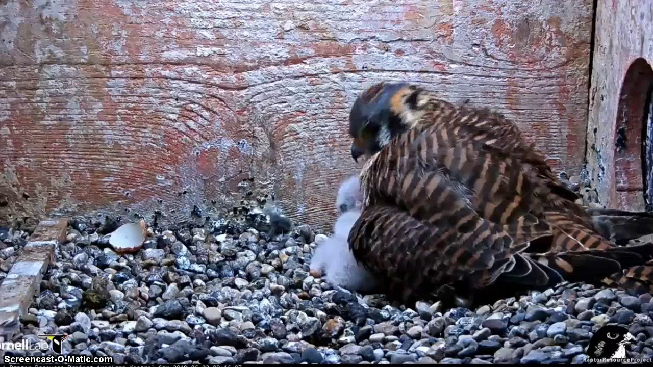 Gheppio americano - American Kestrel (Wisconsin) - YouTube