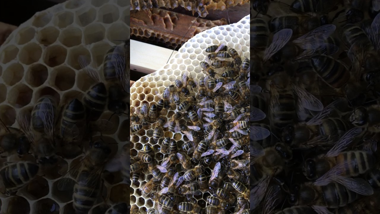 Honeybee tremble dance? - YouTube