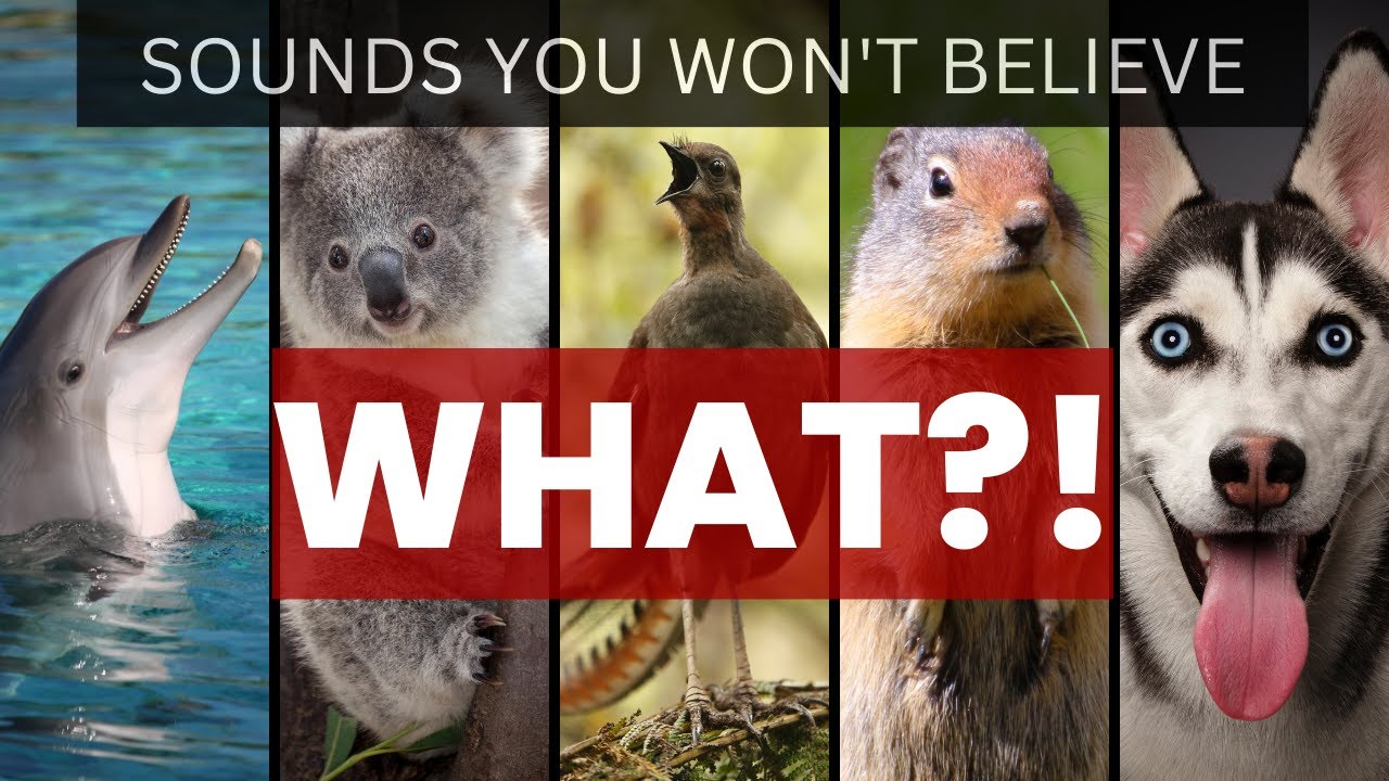 Hear This: The Most Unusual and Hilarious Animal Sounds (4K) - YouTube