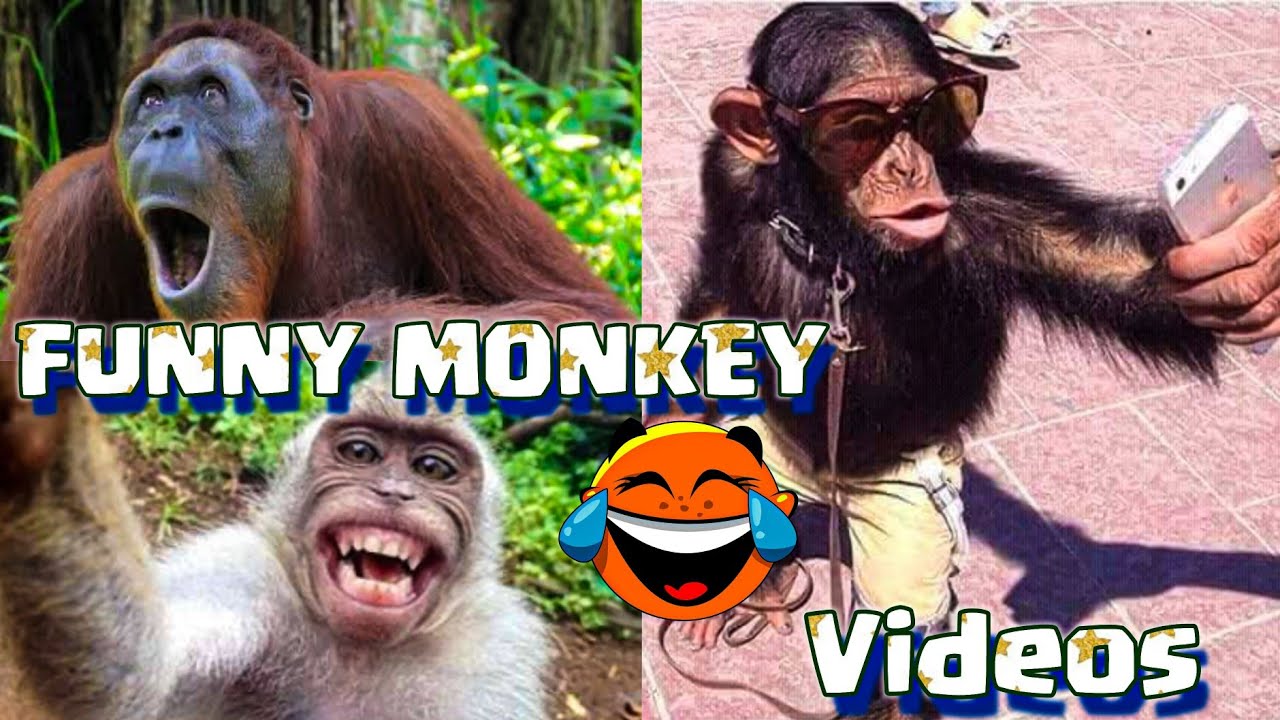 Laugh a Lot With The Funny Moments Of Monkeys 🐵Animal Video - YouTube