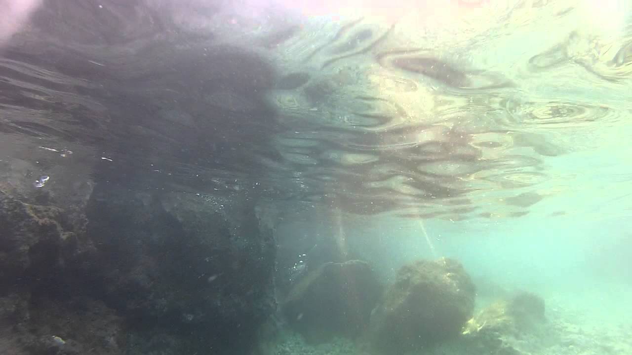 A shag diving... the marine bird, not the step dance of 1930s nor the ...