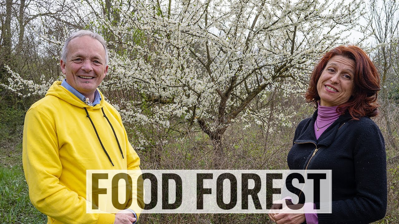 La FOOD FOREST di Stefano Soldati in PRIMAVERA🌸 - YouTube