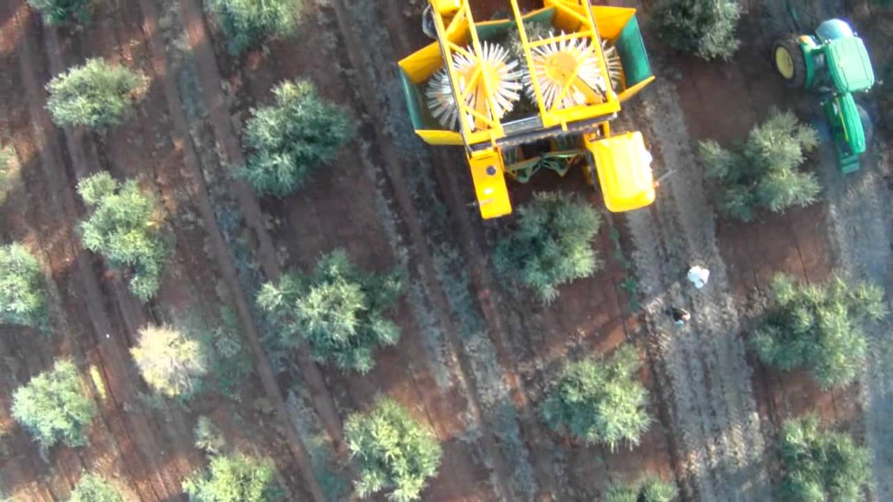 Grégoire: Machine à récolter les olives G10 - YouTube