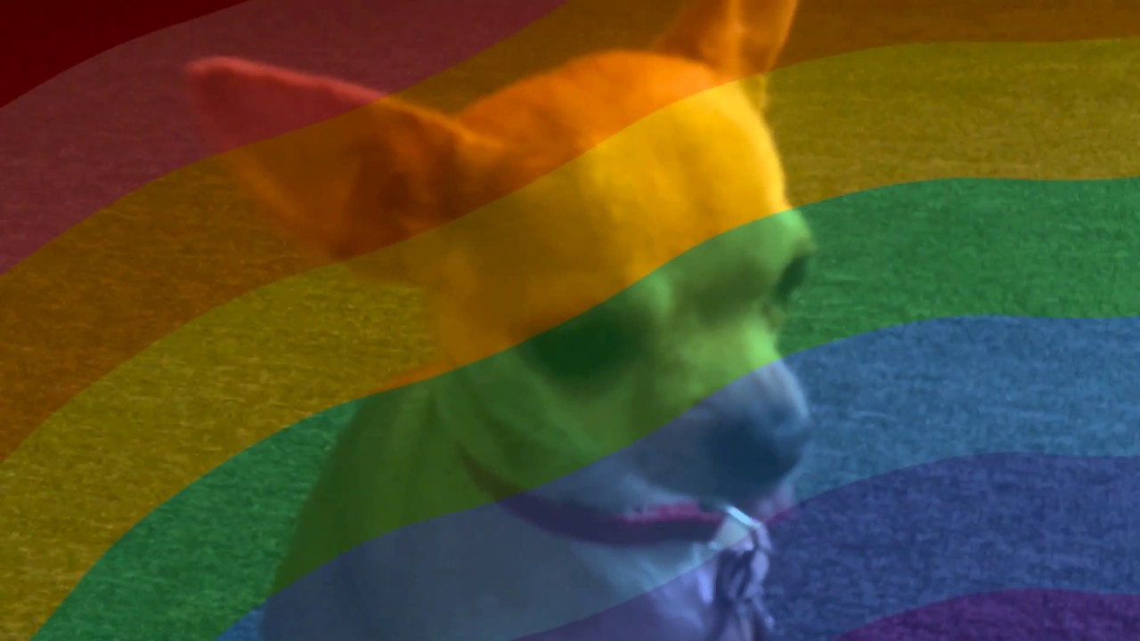 Doggo Taco!!!! - YouTube