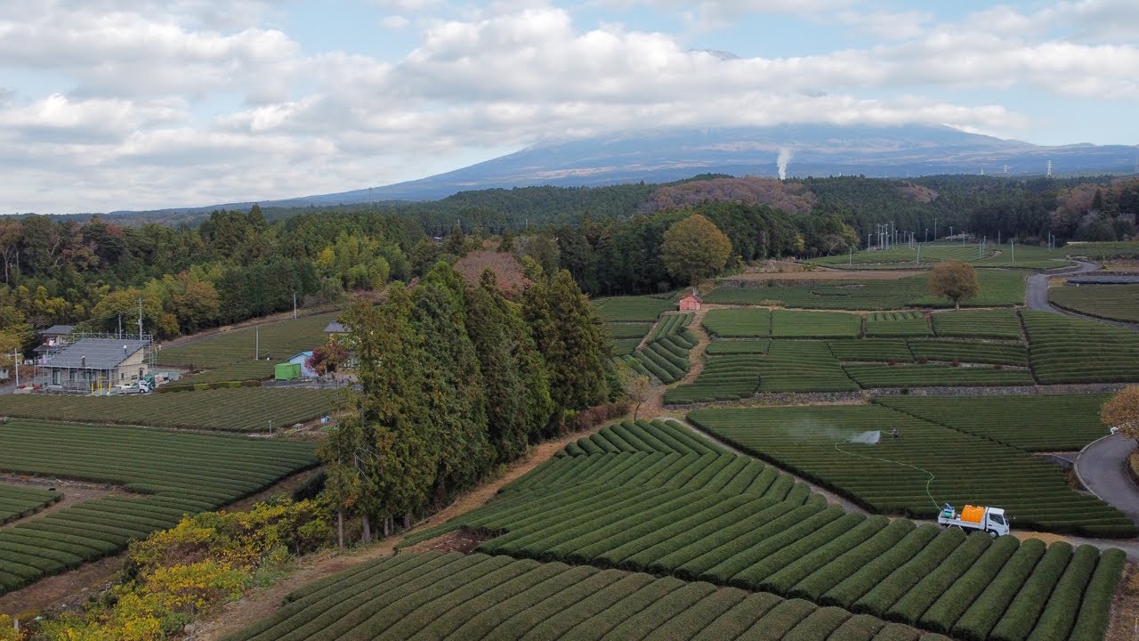 Fuji Green Tea View Point | Obuchi Sasaba (Shizuoka) - YouTube