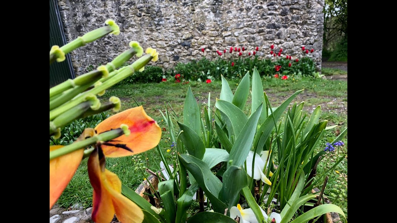 How I prepare & feed tulips to be planted out, after they've bloomed in ...