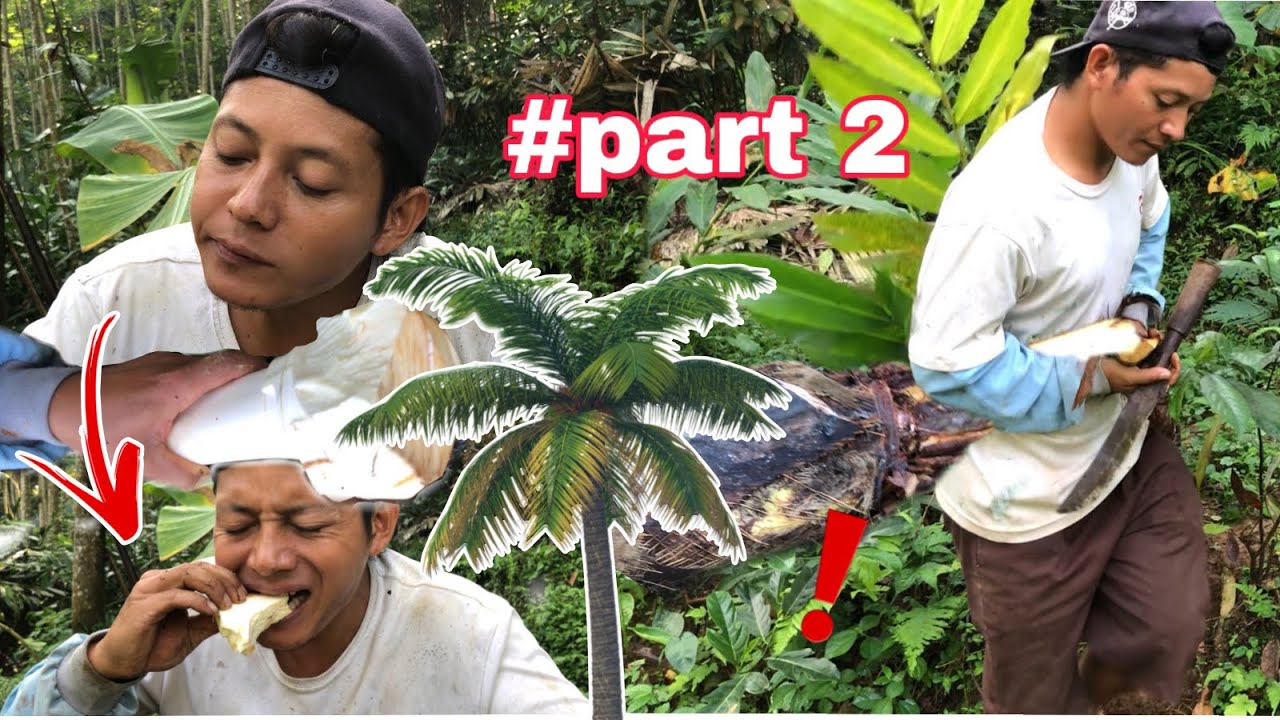trying to chop the whole palm tree and eating heart of palm #part2 ...