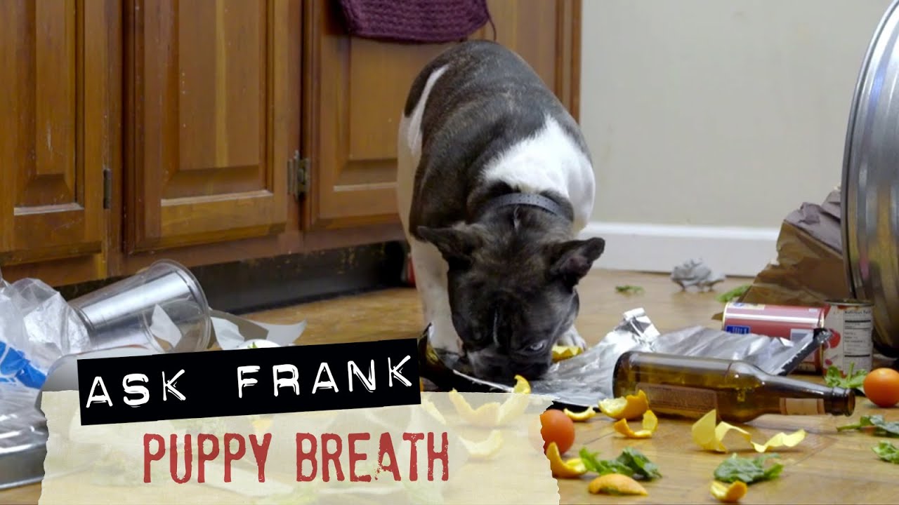 Puppy Breath - #016 Ask Frank: Advice for Dogs. By a Dog. - YouTube