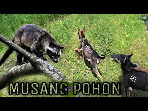 BERBURU MUSANG\