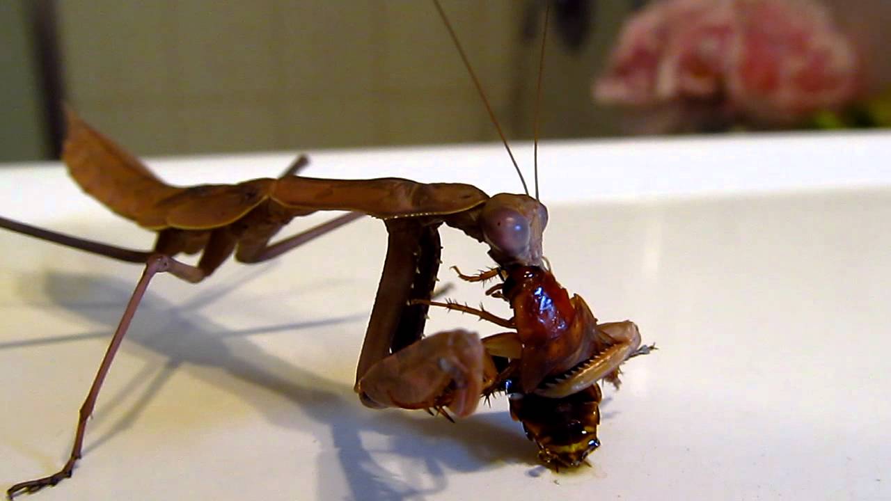 Griffin Mantis vs Cockroach - YouTube