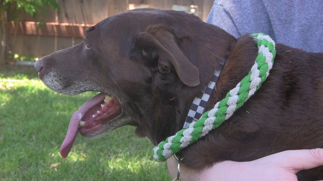 Dog Interview - YouTube