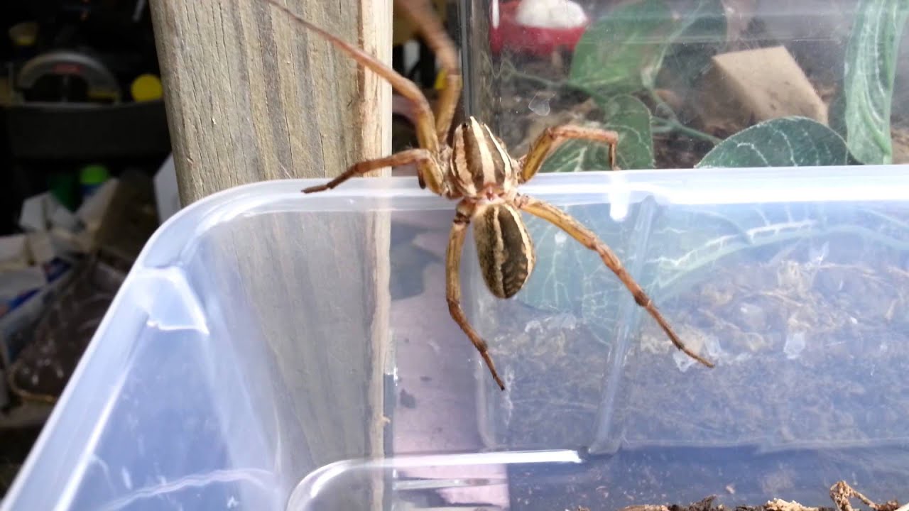 Rabid Wolf Spider "Handling" + Update on Rabidosa punctulata - YouTube