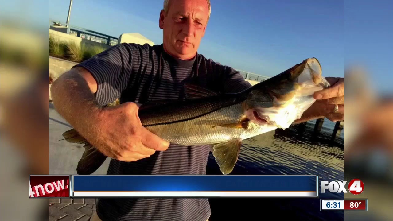 FWC: Catch & release only for snook and redfish - YouTube