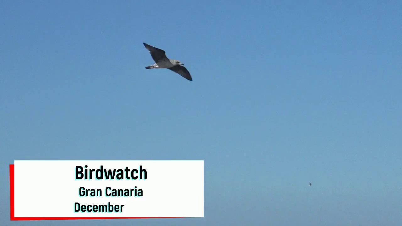 Birdwatch - seagull flying slowmotion over the atlantic ocean ...