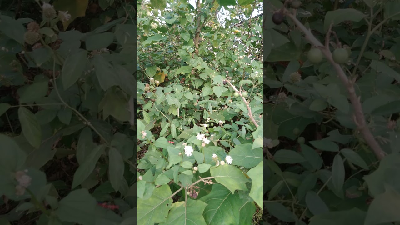 Susumba/Solanum torvum - YouTube