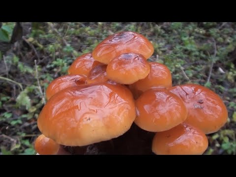 Чи дійсно існують отруйні гриби. - YouTube
