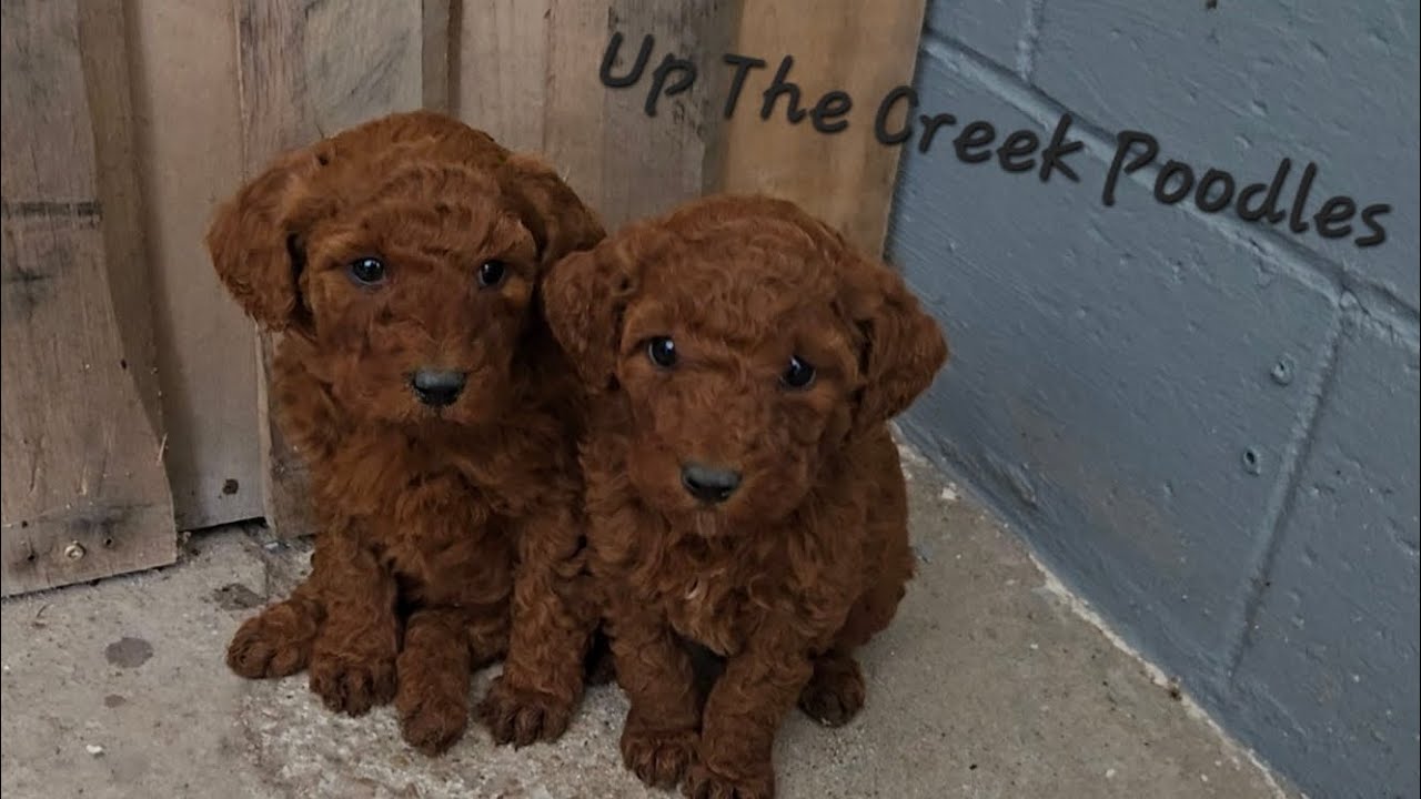 Poodle Puppy Waves Hello! - YouTube