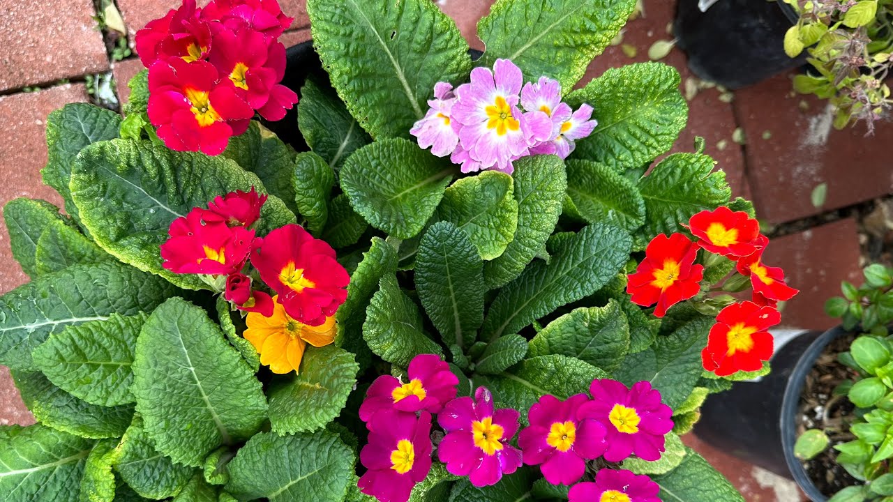 Planting primroses and other cool season flowers! - YouTube