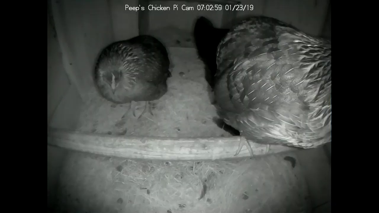 Peep's Chicken Pi Cam Live Stream - YouTube