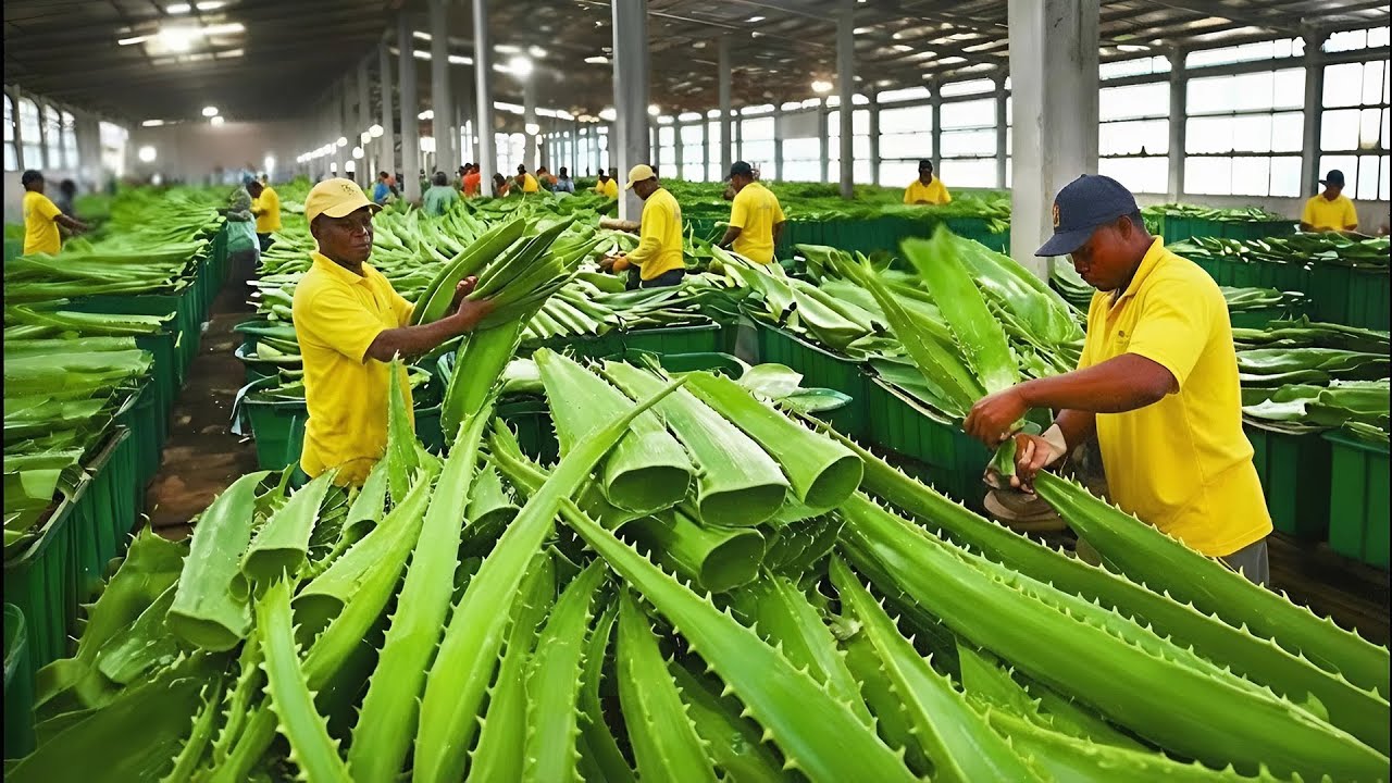 How Aloe Vera Gel is Made on a MASSIVE Scale! Aloe Vera Gel Production ...