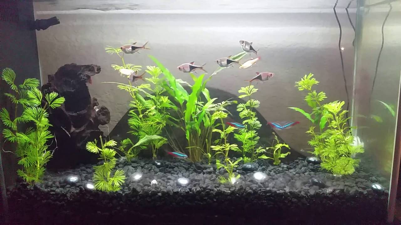 Fluval spec v 20161016 - YouTube