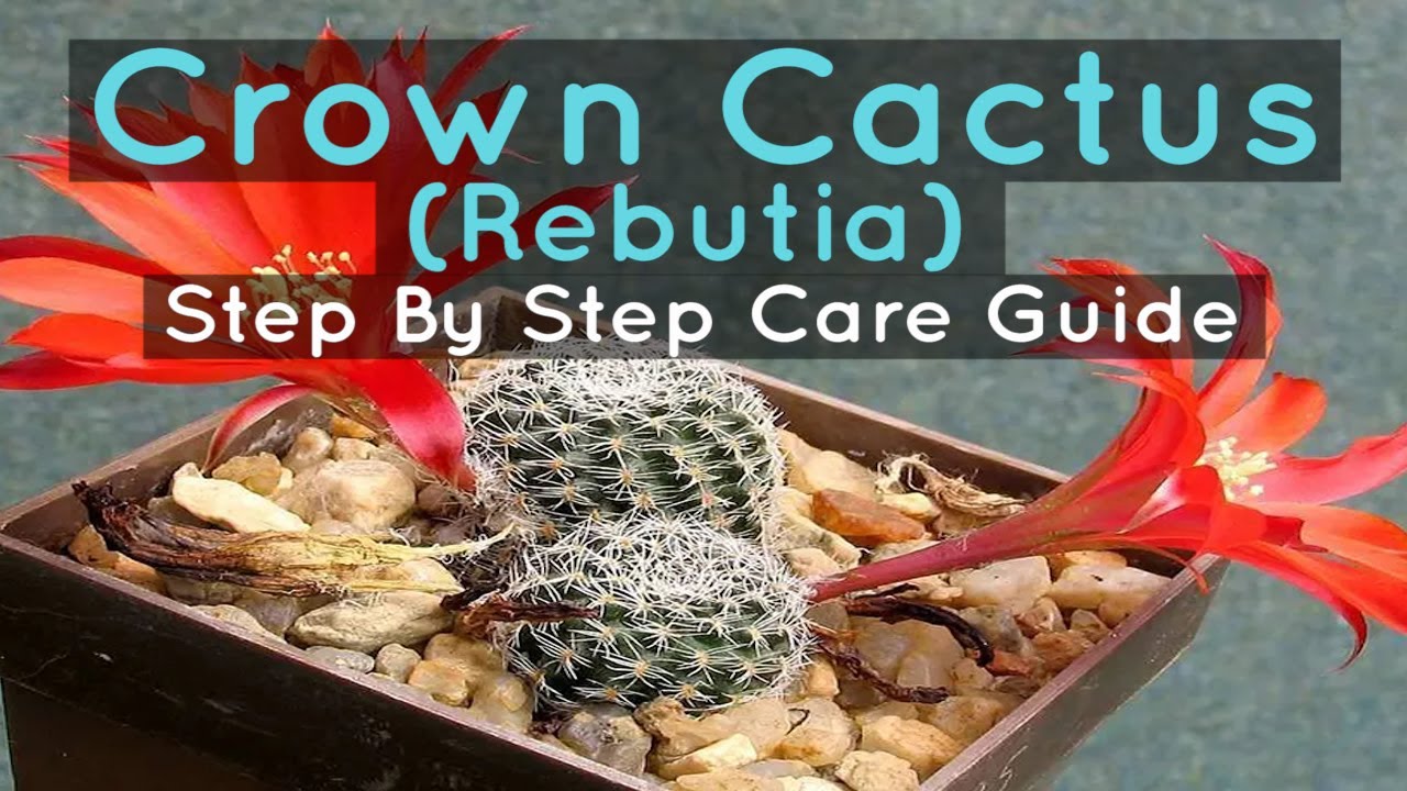 Step By Step Guide To Care For Crown Cactus (Rebutia) - YouTube