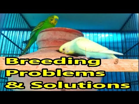 Budgies Breeding Problems And Solutions | budgerigar breeding tips - YouTube