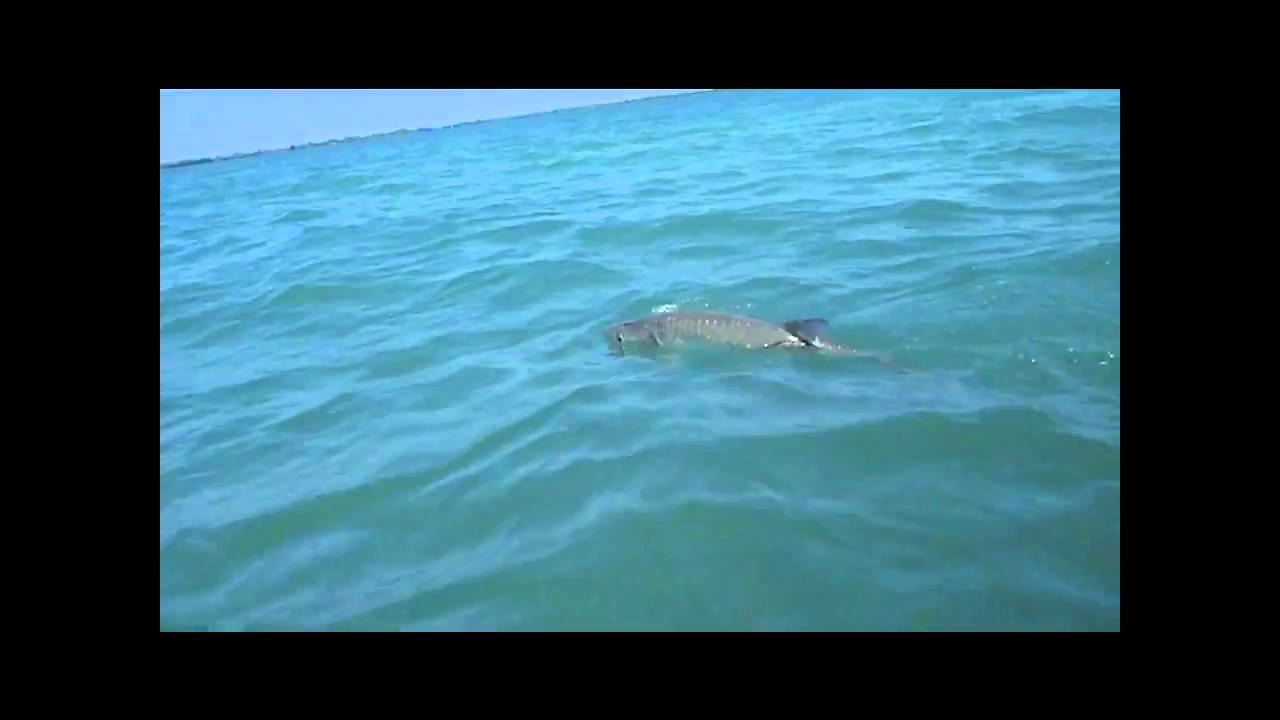 captiva tarpon fight - YouTube