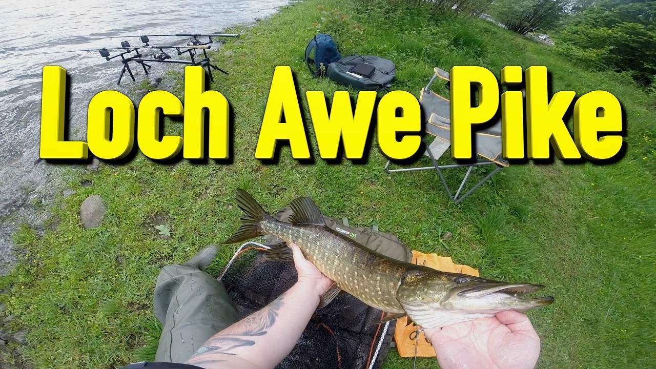 Deadbait fishing For Pike up loch awe in 2025, I'd do this - YouTube