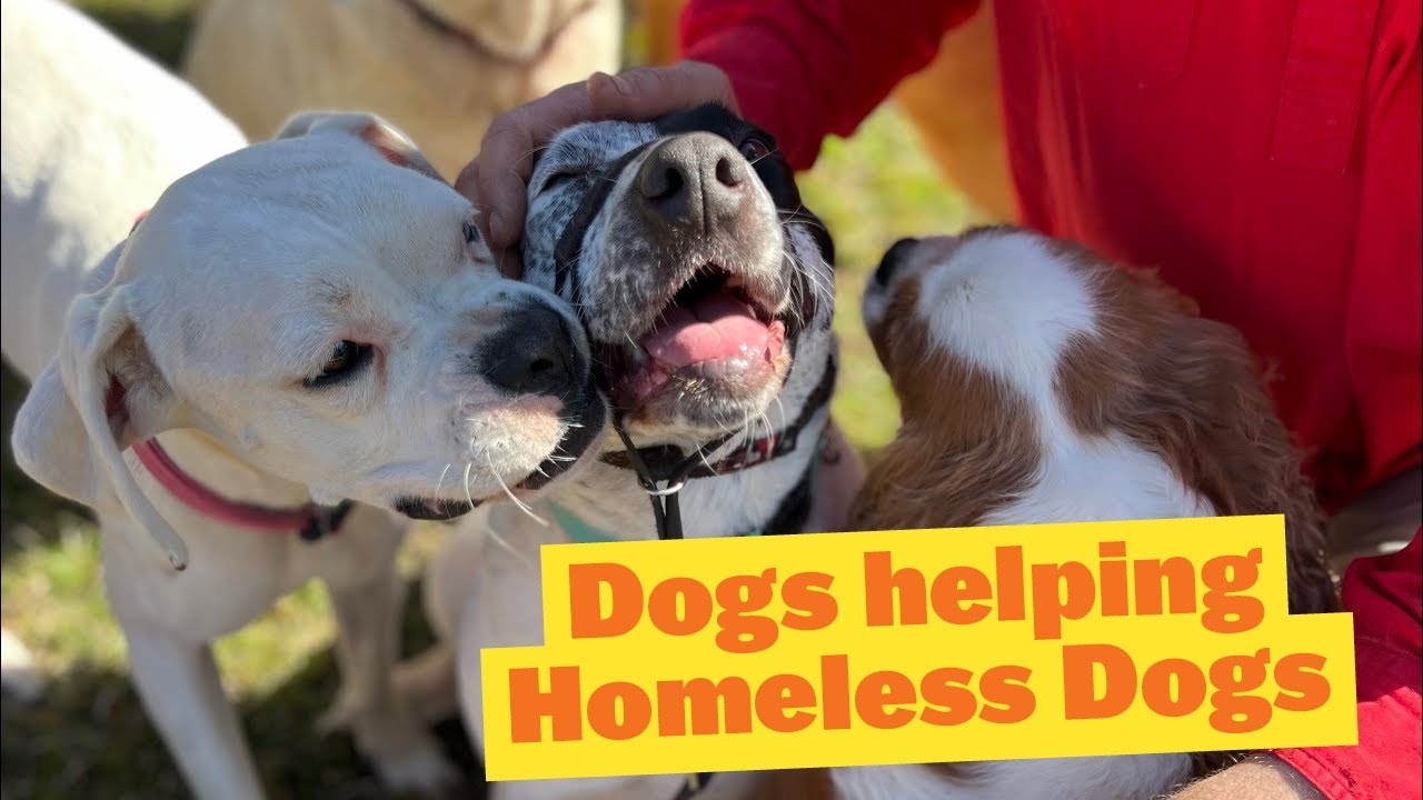 Dogs Helping Homeless Dogs - YouTube