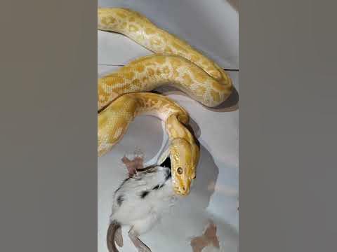 albino burmese python eating rat - YouTube