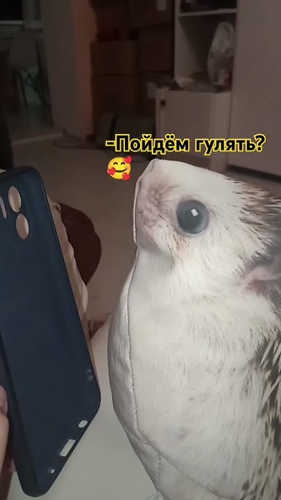 #юкан - YouTube
