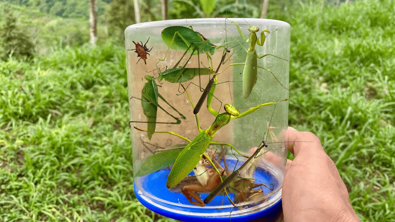 The Most Unique Predators in the Insect World - YouTube