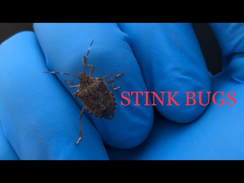 What Are Stink Bugs And Where Do They Come From