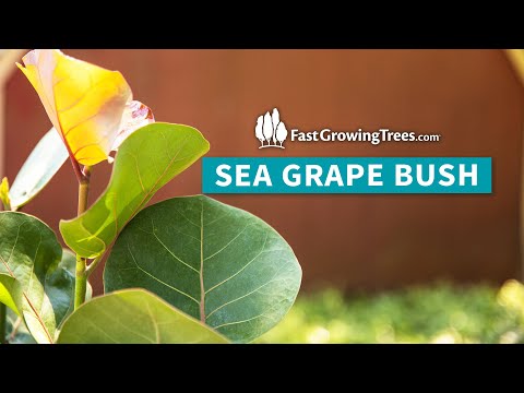 How To Care For Sea Grape Plant