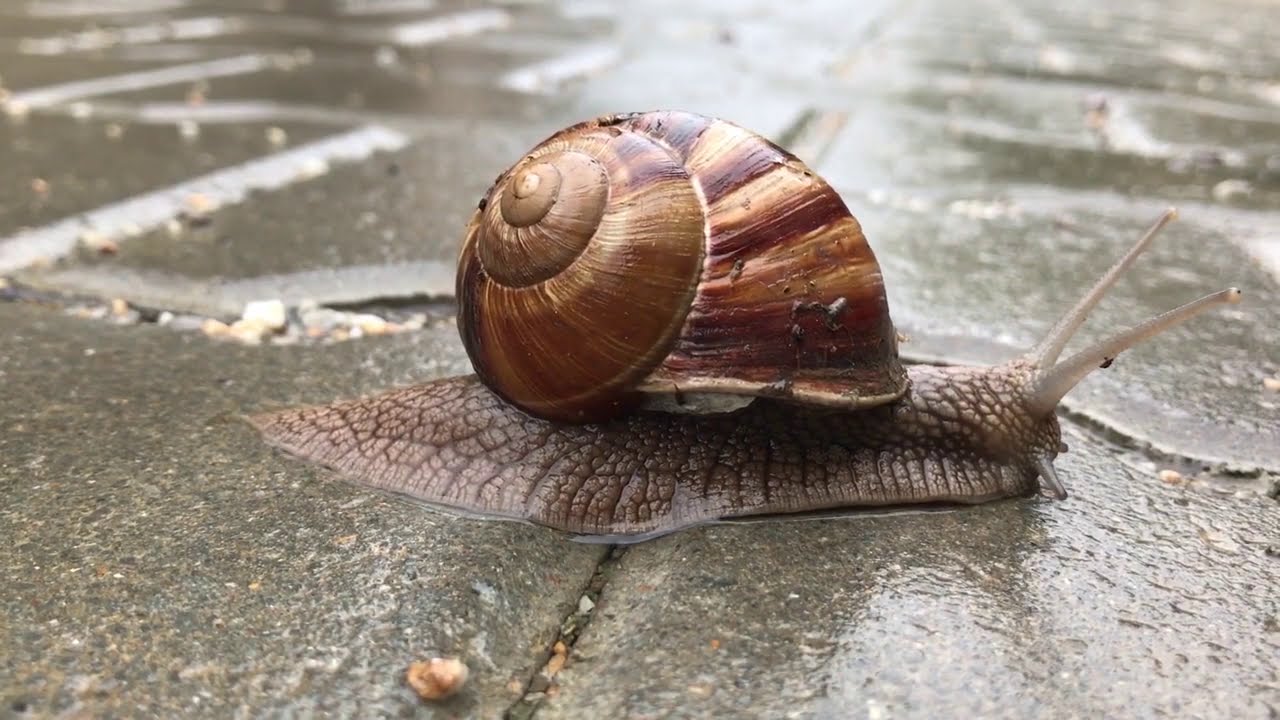 8 minutes of relaxation with movement of Snails and sound of nature ...