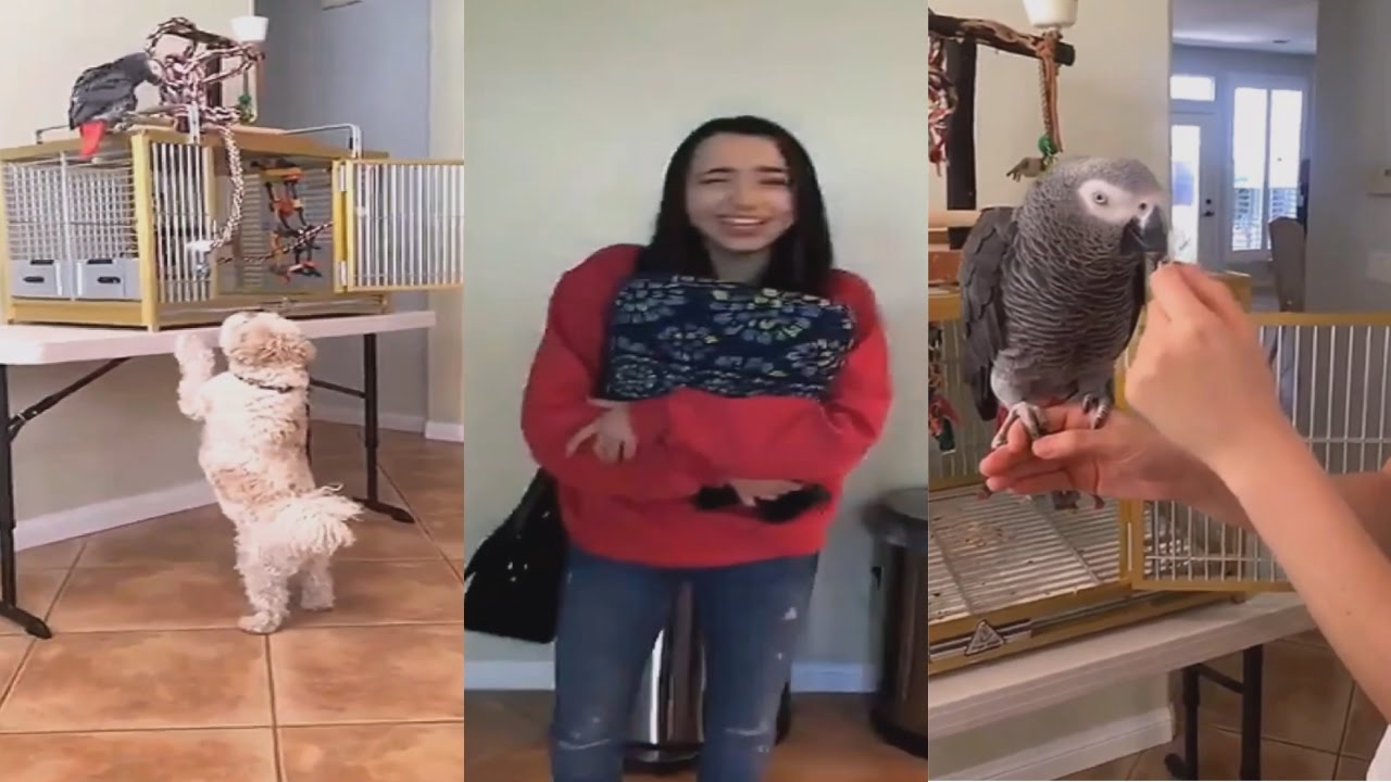 Merrell Twins Snapchat | Tiger and the Bird | - YouTube