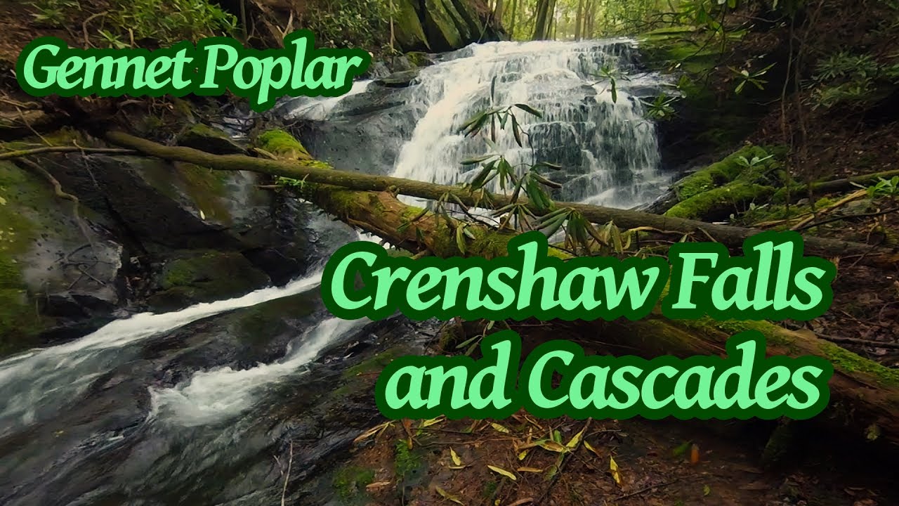 Hiking in Mountaintown: Crenshaw Branch to the Gennett Poplar - YouTube