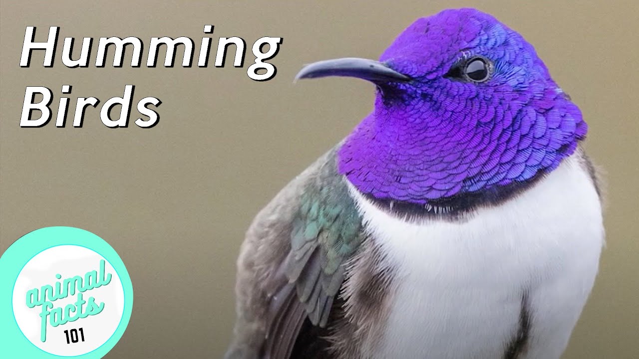 10 Most Beautiful Hummingbirds Species • All You Need To Know - YouTube
