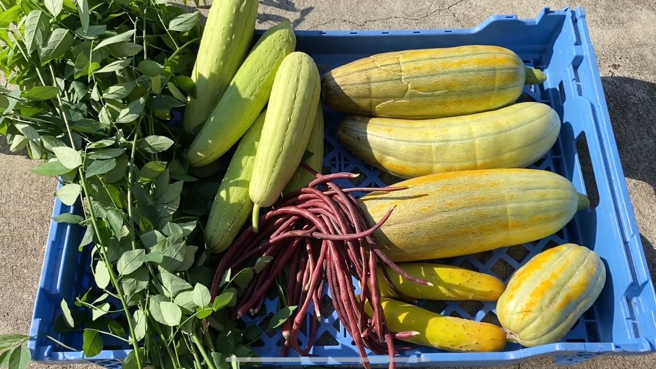 Cách trồng đậu rồng ra nhiều trái và thu hoạch dưa gang, mướp ...