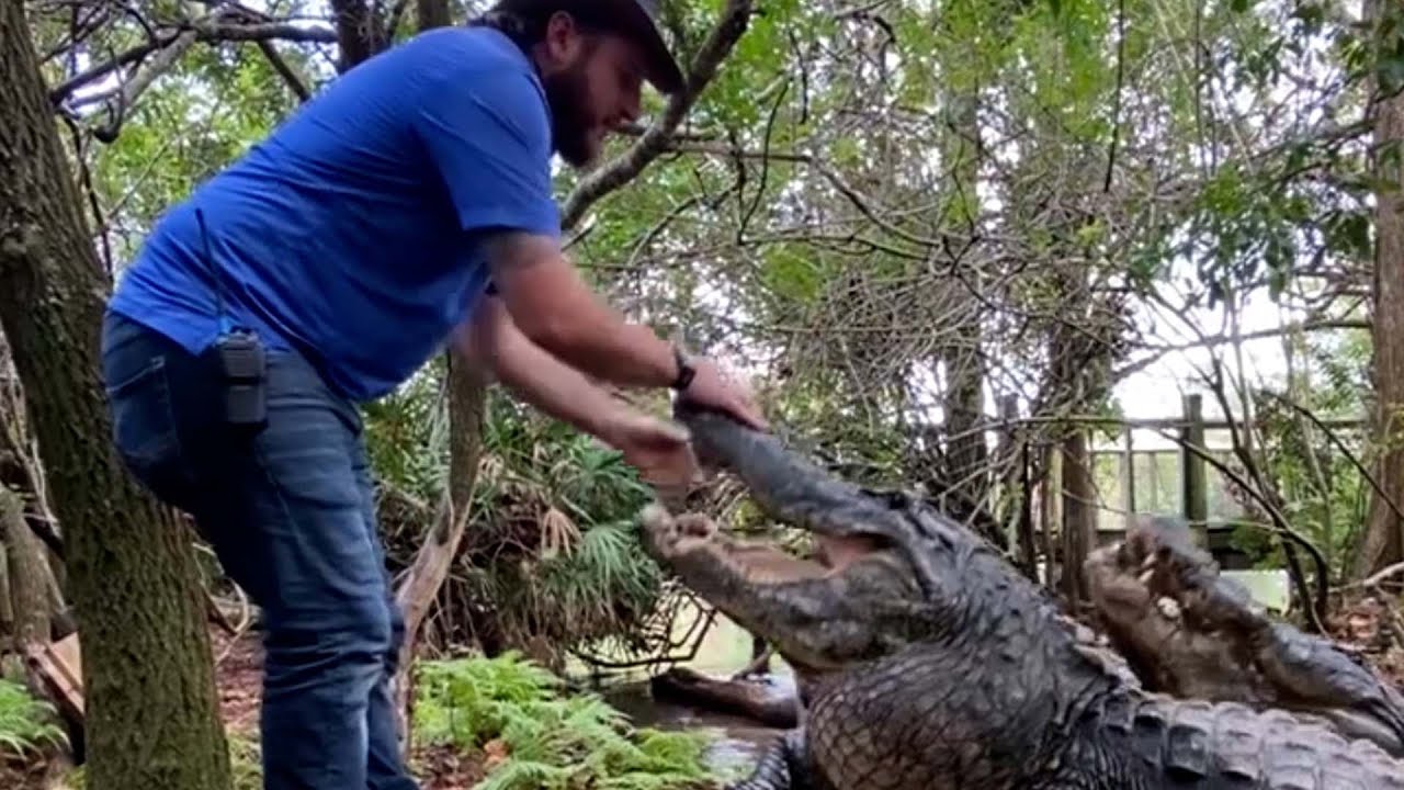 Alligator Handler Feeding Giant Alligators Gone Wrong - YouTube