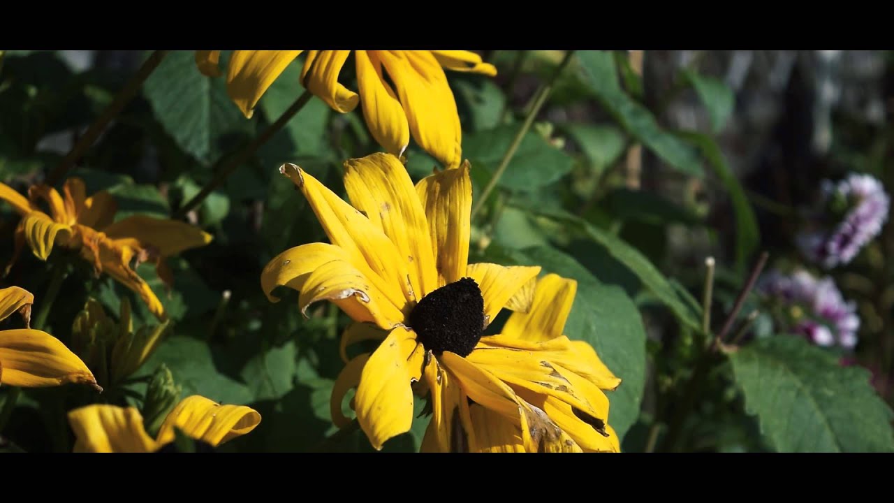 More Nikon D3300 HD Video Sample Shots and Test Footage
